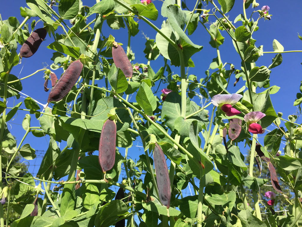 Blue Pod Capucijner Pea – Truelove Seeds