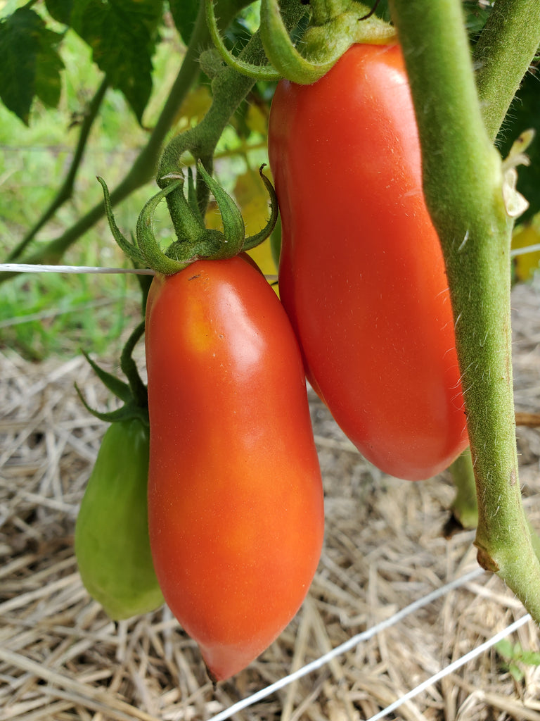 Butalina di Castellamonte Tomato – Truelove Seeds