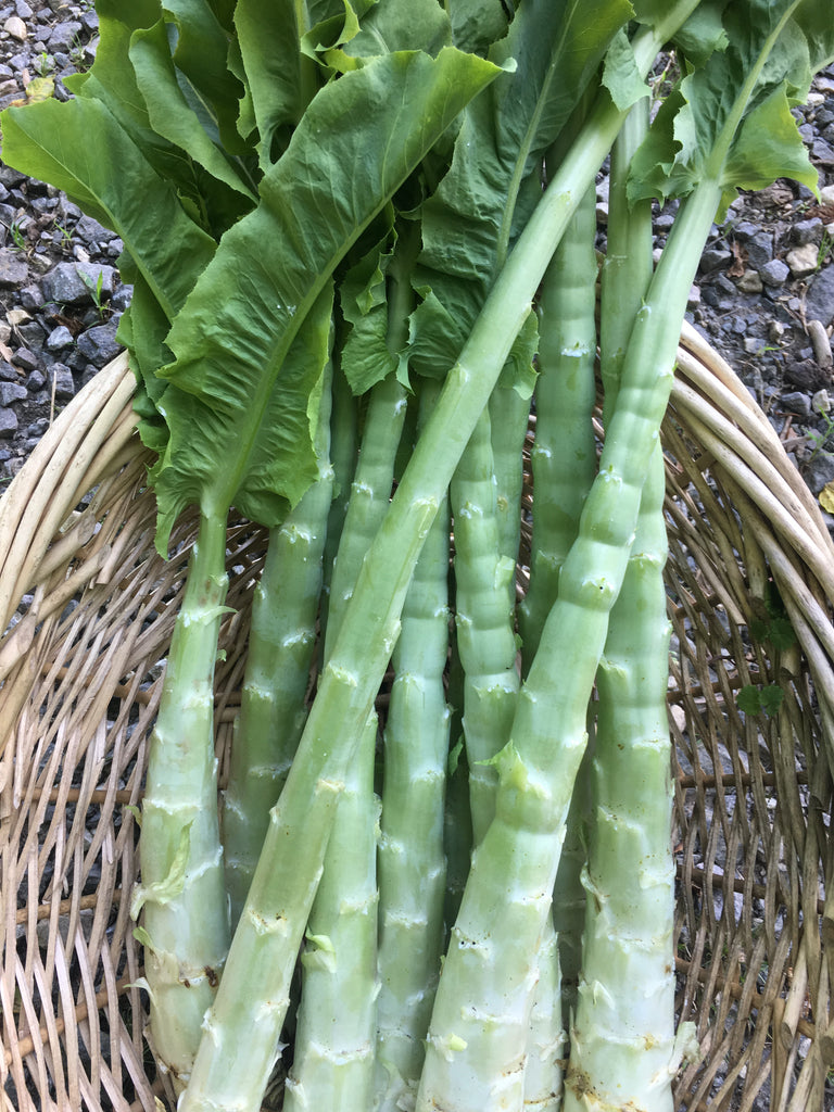 Chinese Stem Lettuce – Truelove Seeds