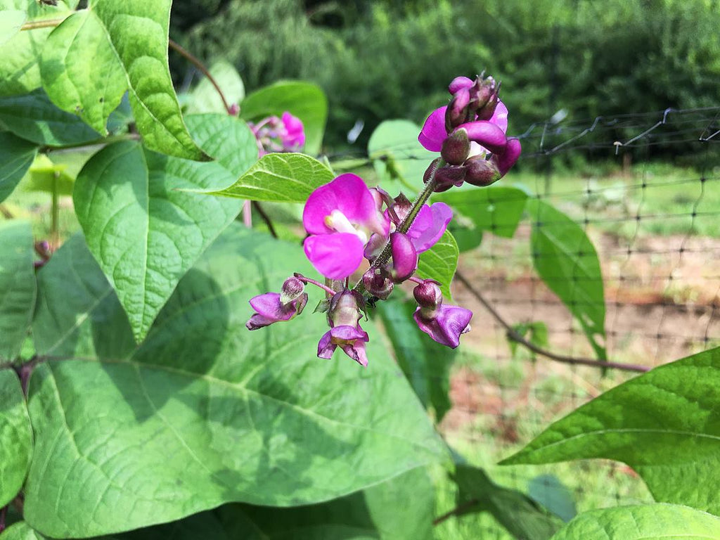 Blue Coco Snap Bean – Truelove Seeds