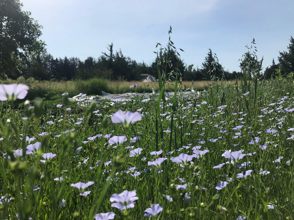 Common Flax – Truelove Seeds