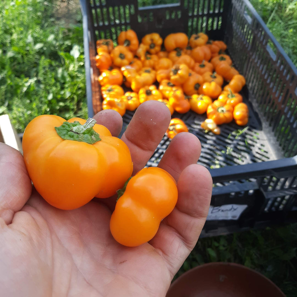 Doe Hill Pepper – Truelove Seeds