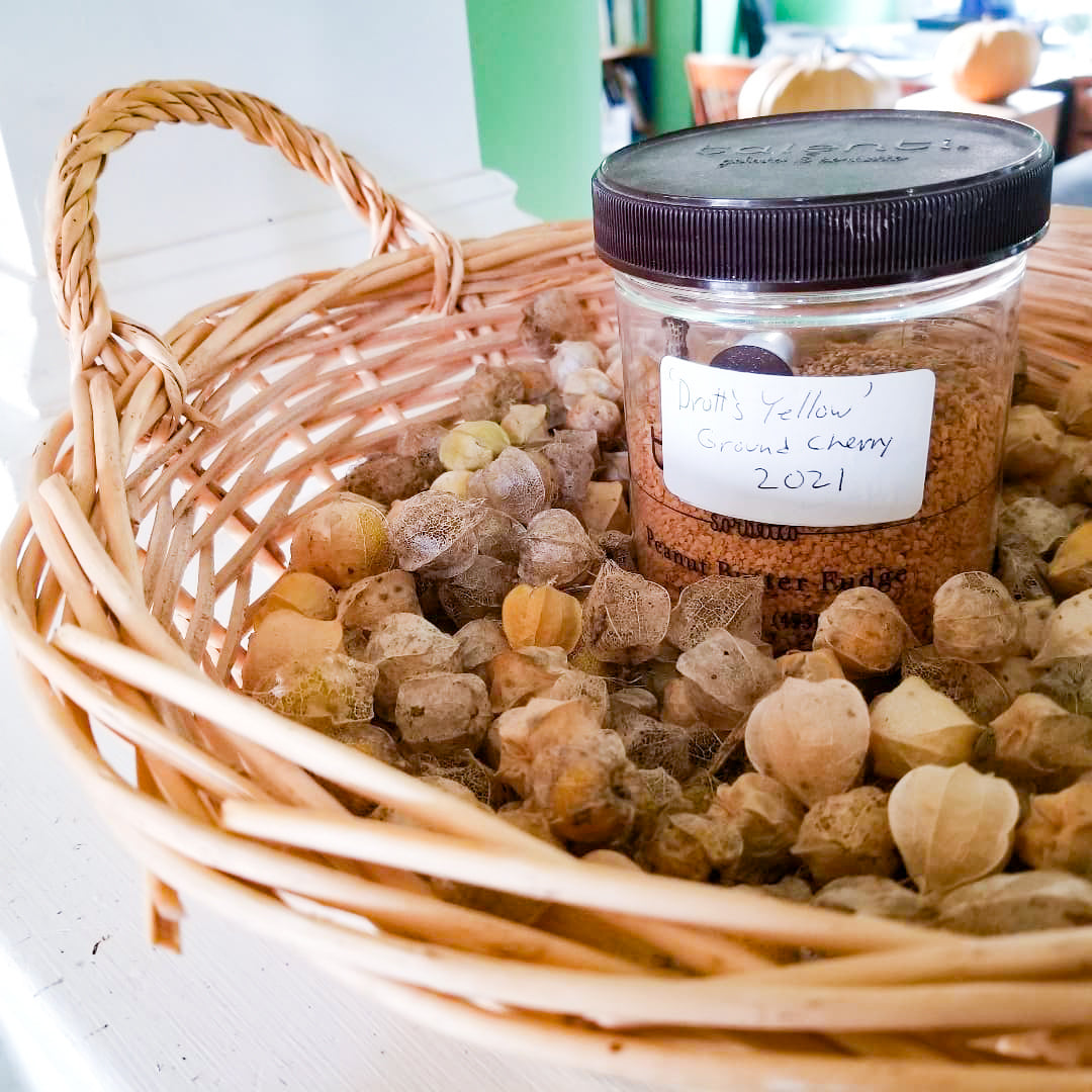 Drott's Yellow Ground Cherry – Truelove Seeds