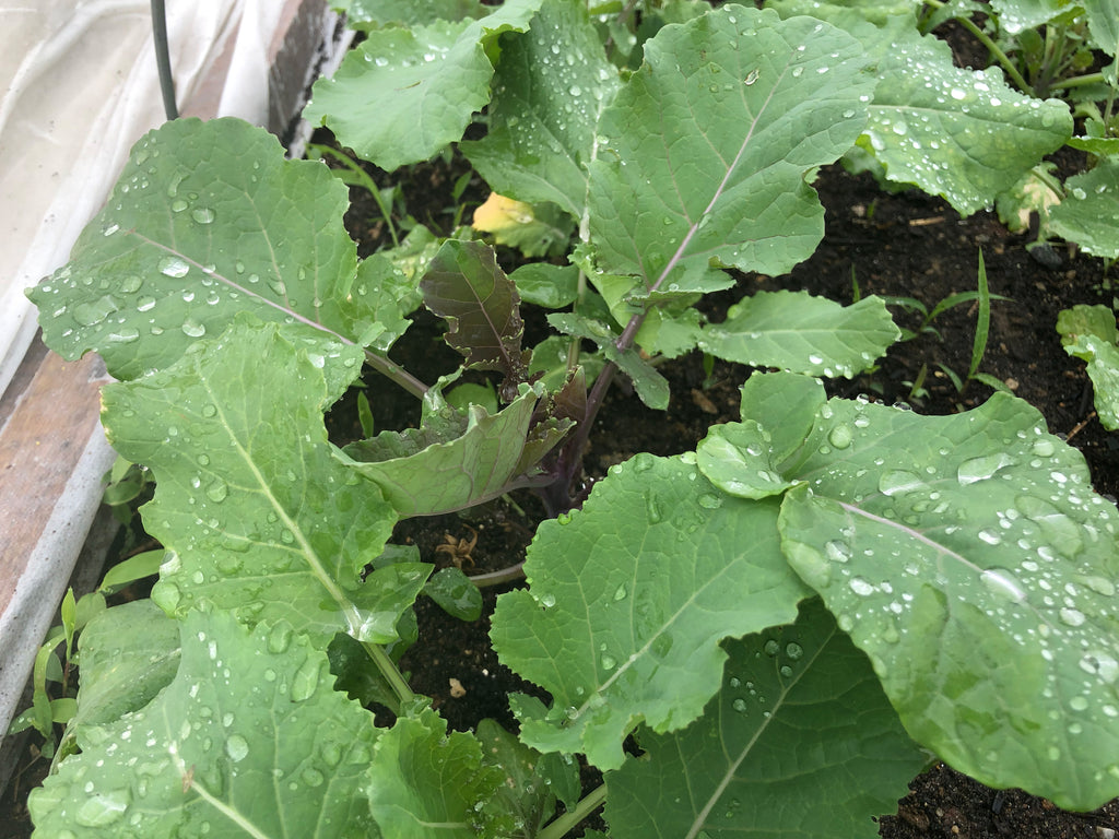 Ethiopian Blue Mustard Greens – Truelove Seeds