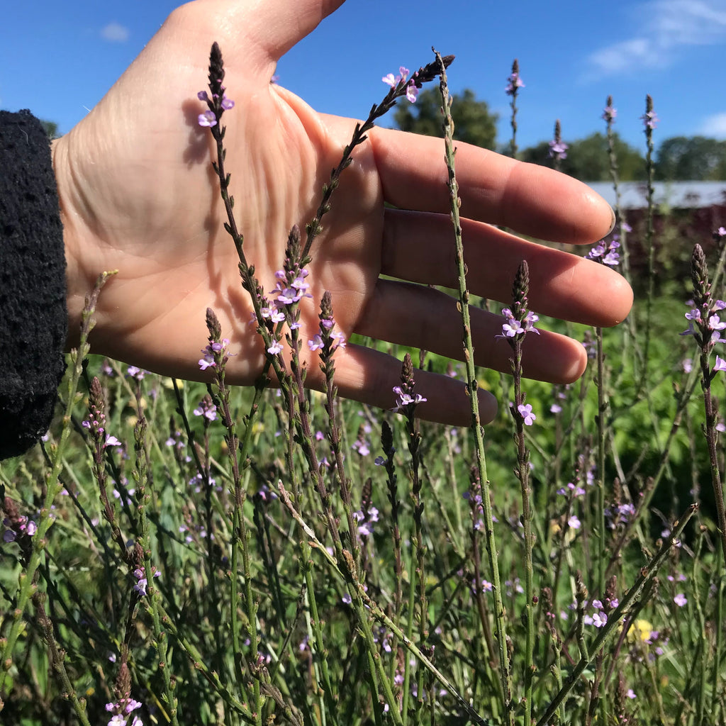 European Vervain – Truelove Seeds