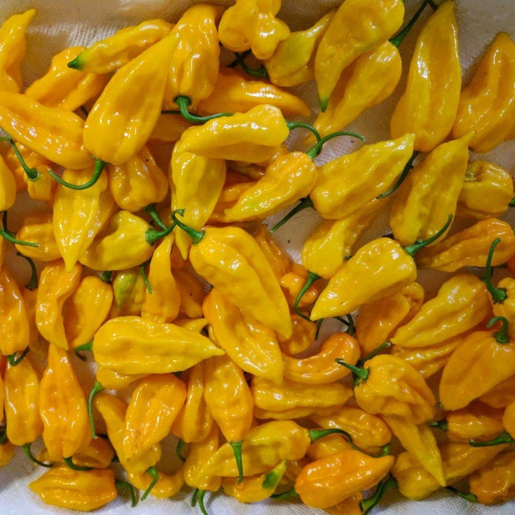 Fatalii Pepper – Truelove Seeds