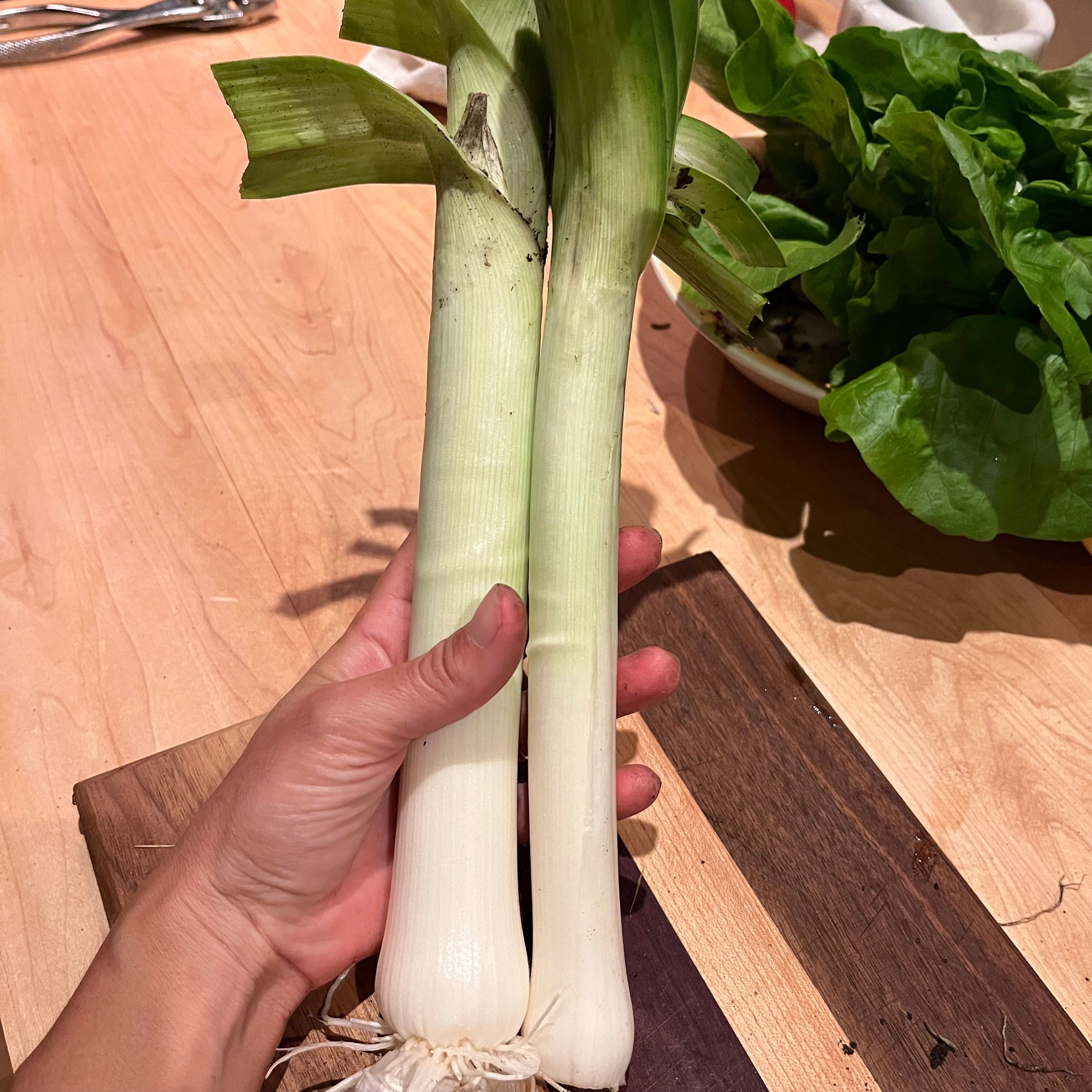 Grow Leeks From Cuttings