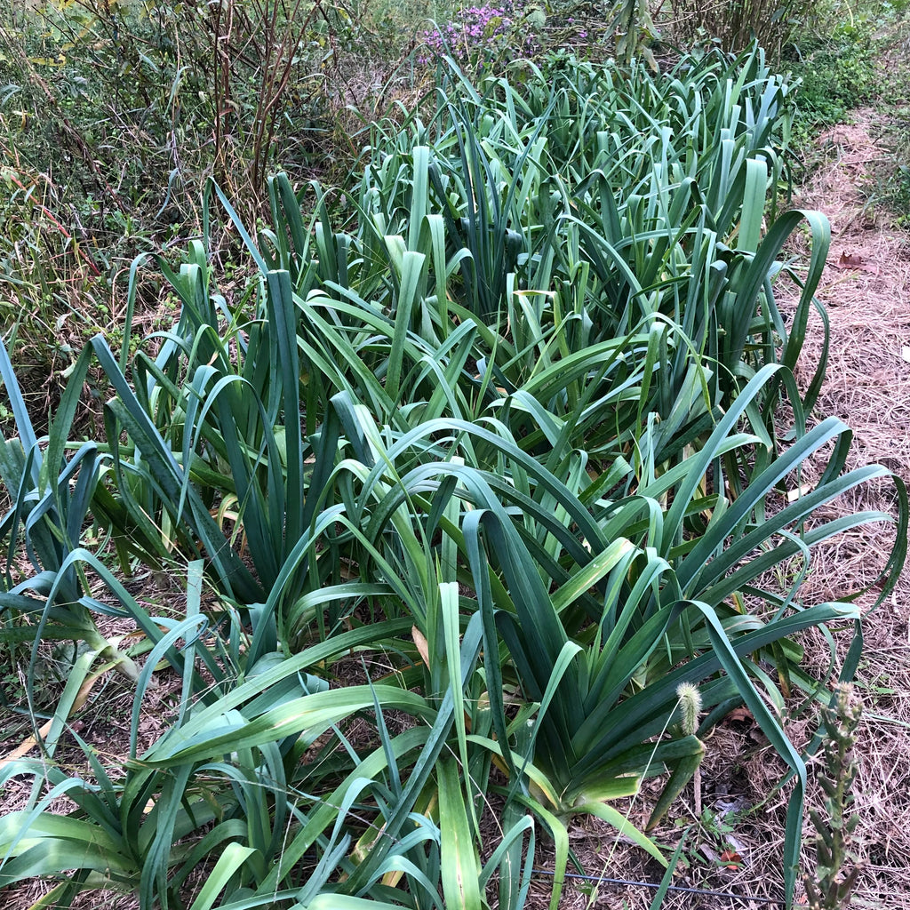 Giant Musselburgh Leeks – Truelove Seeds