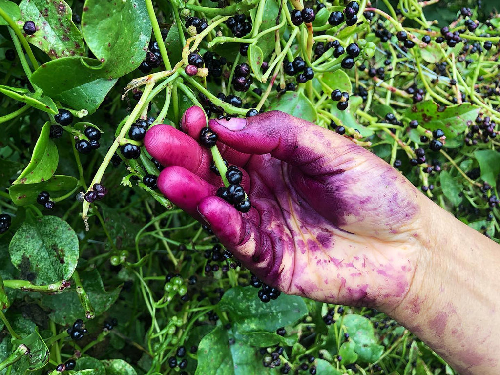Green Malabar Spinach – Truelove Seeds