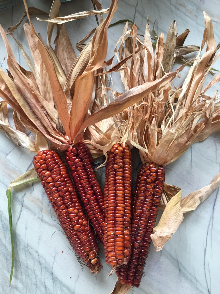 King Philip Corn – Truelove Seeds