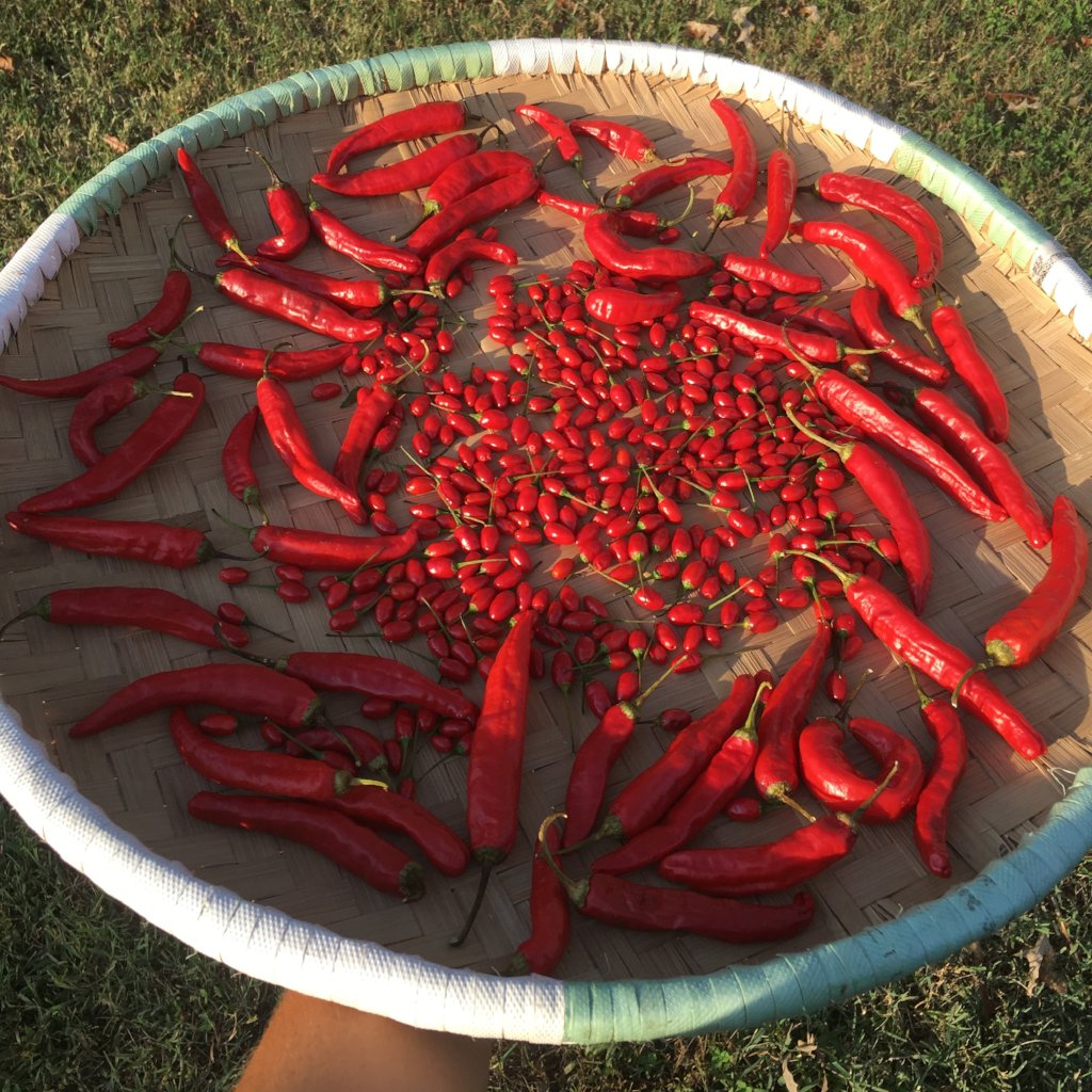 Carolina Cayenne Pepper – Truelove Seeds