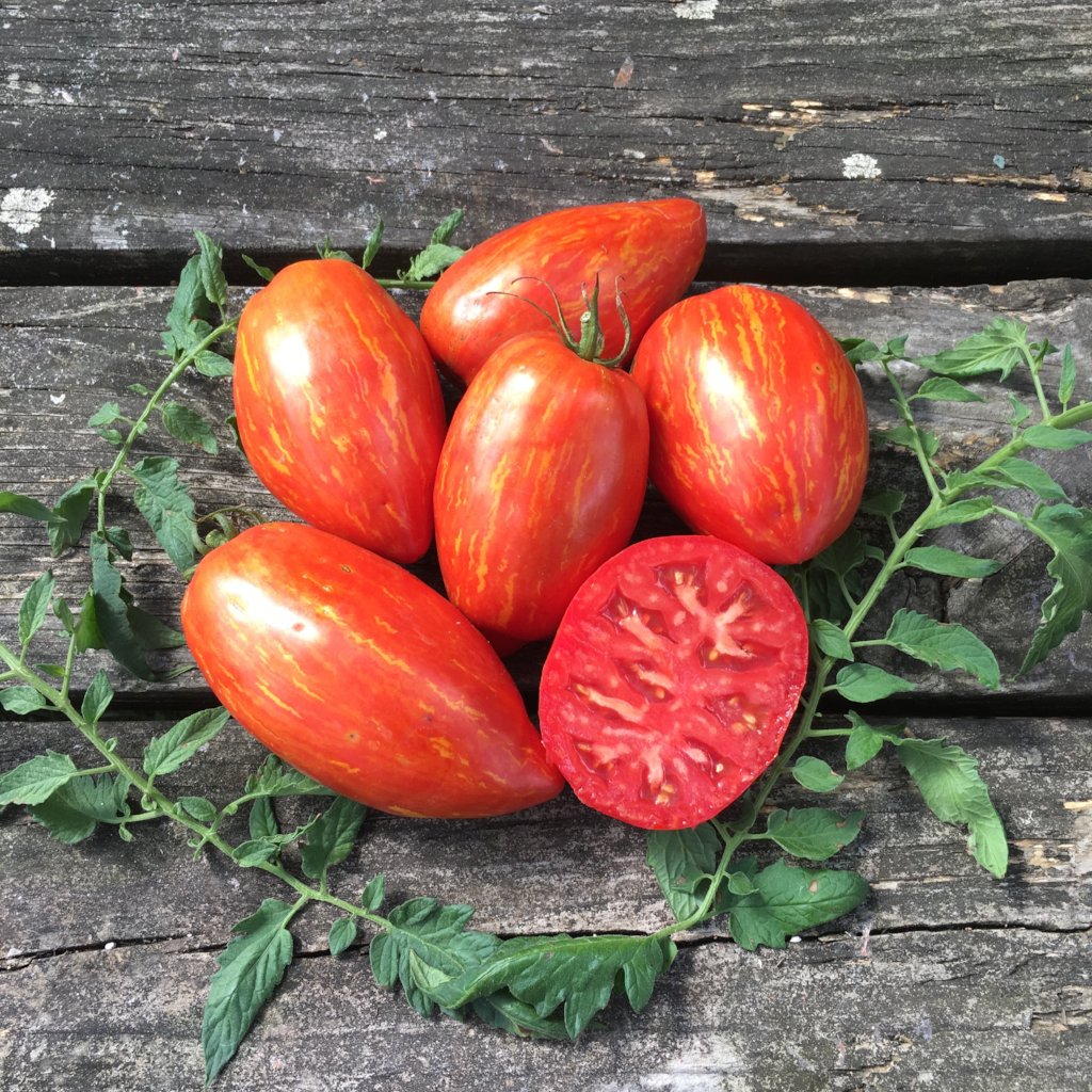 Speckled Roman Paste Tomato – Truelove Seeds