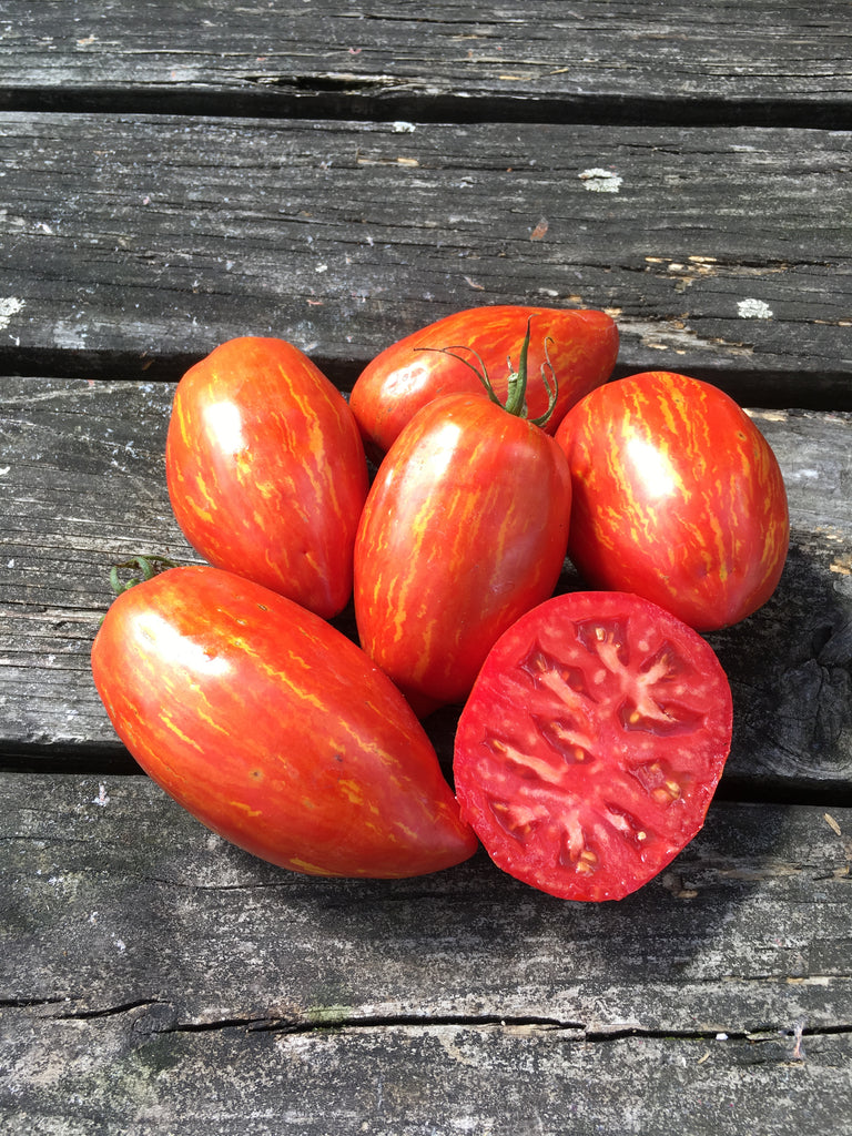 Speckled Roman Paste Tomato – Truelove Seeds