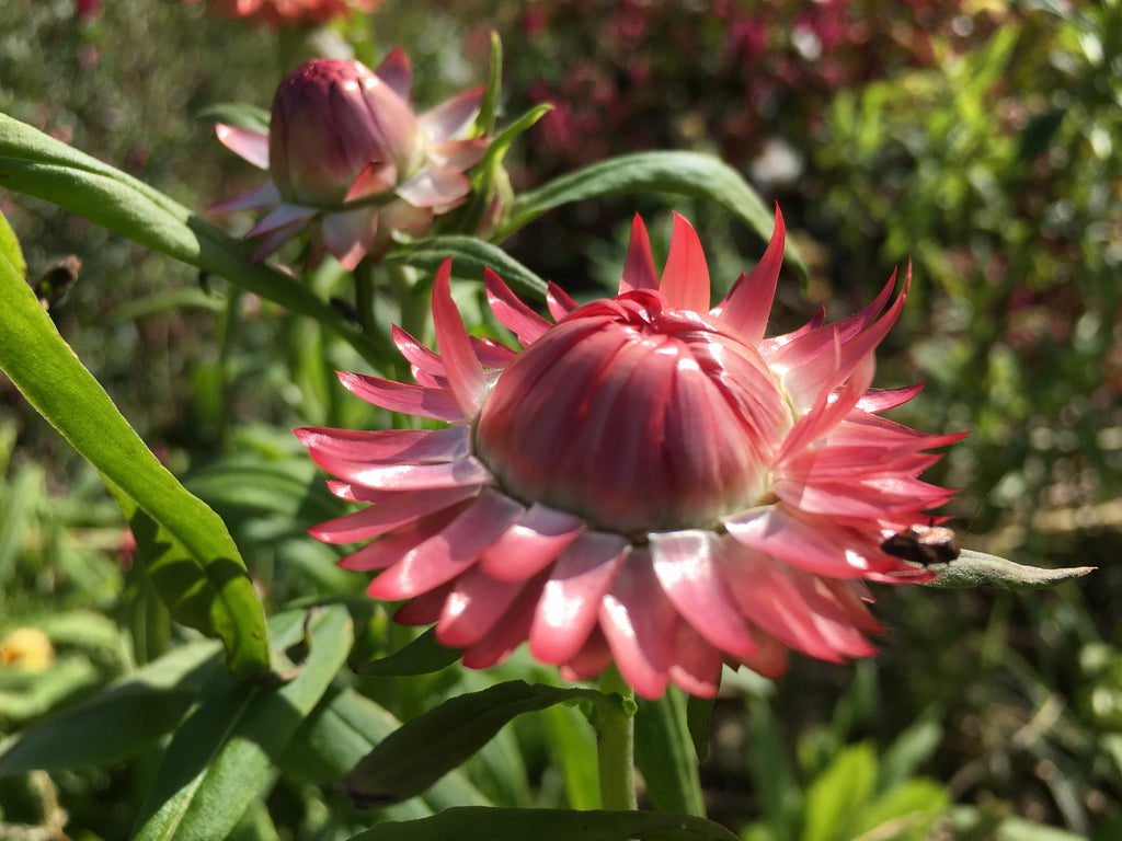 Strawflower – Truelove Seeds