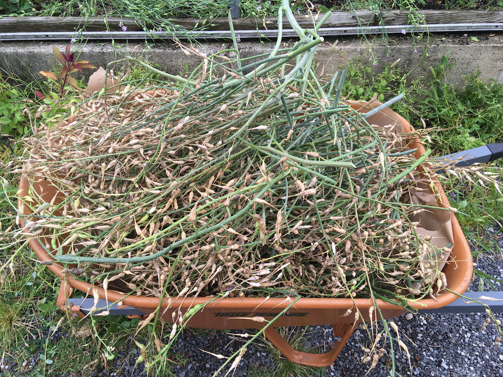 Korean Green Luobo Radish – Truelove Seeds