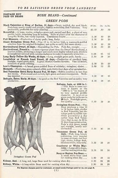 Landreth Stringless Bush Bean – Truelove Seeds