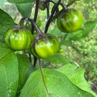 Large Liberian Kittley (African Eggplant) – Truelove Seeds
