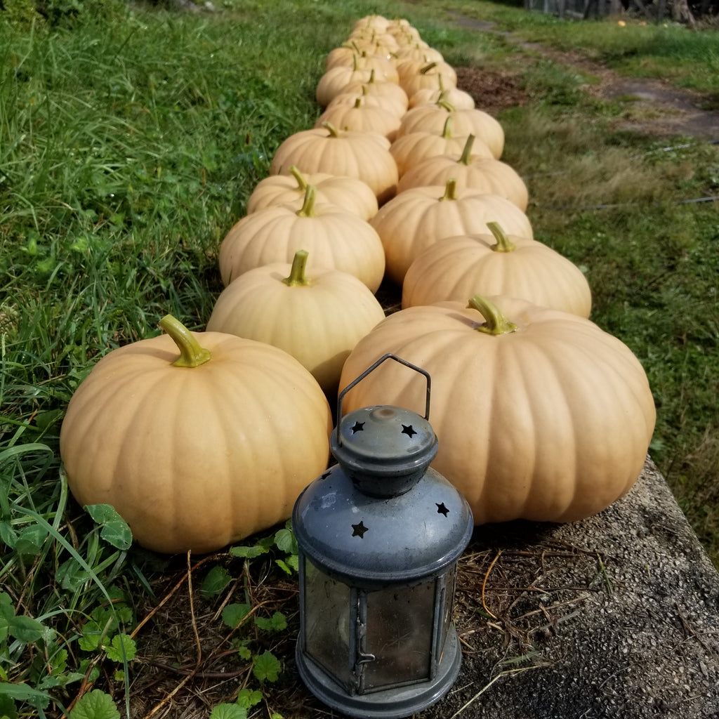 Long Island Cheese Pumpkin – Truelove Seeds
