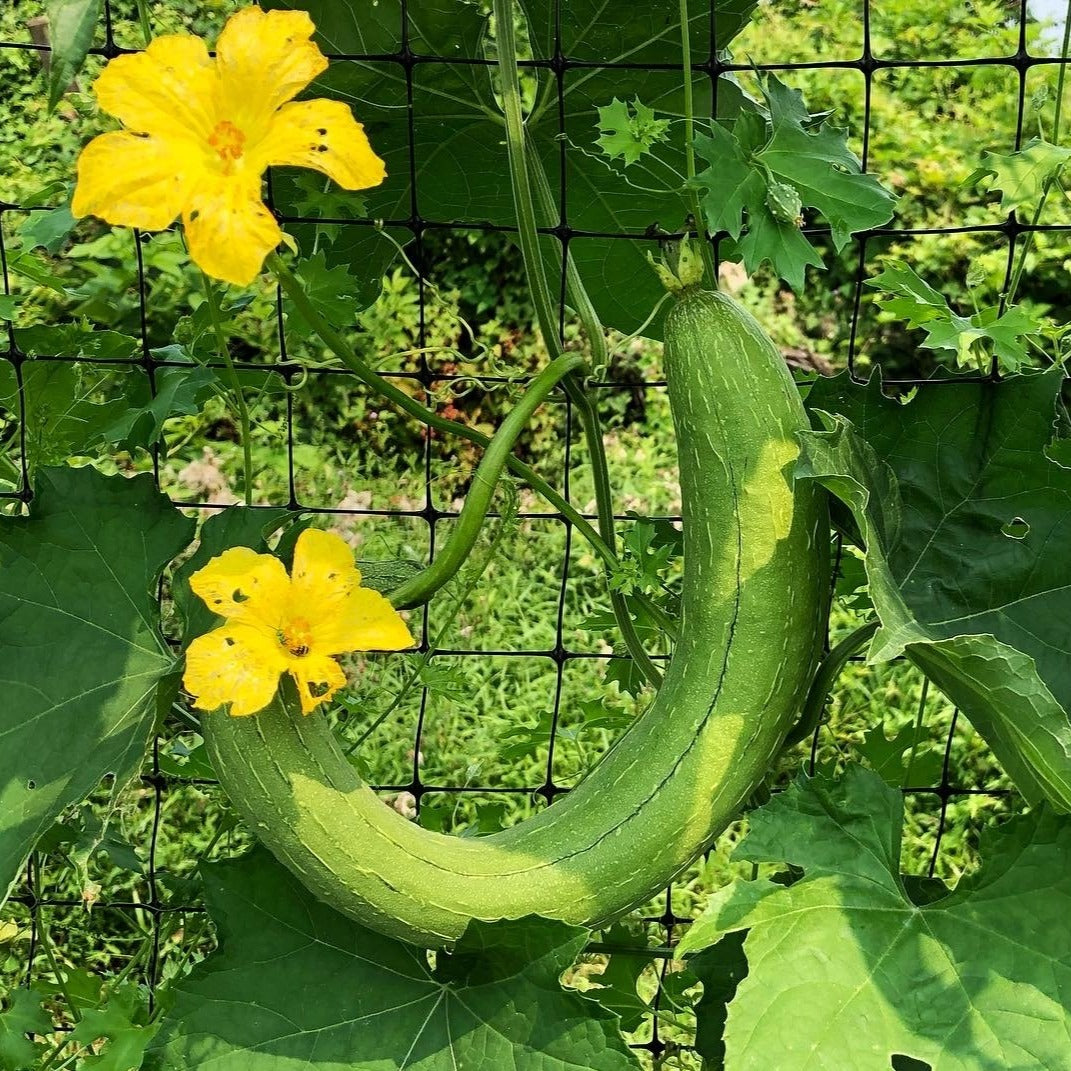 Mướp Hương (Smooth Luffa Gourd) – Truelove Seeds