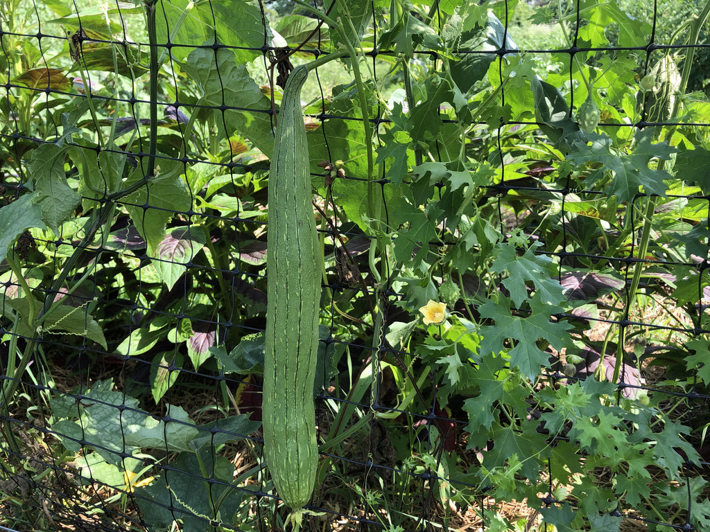 Mướp Hương (Smooth Luffa Gourd) – Truelove Seeds