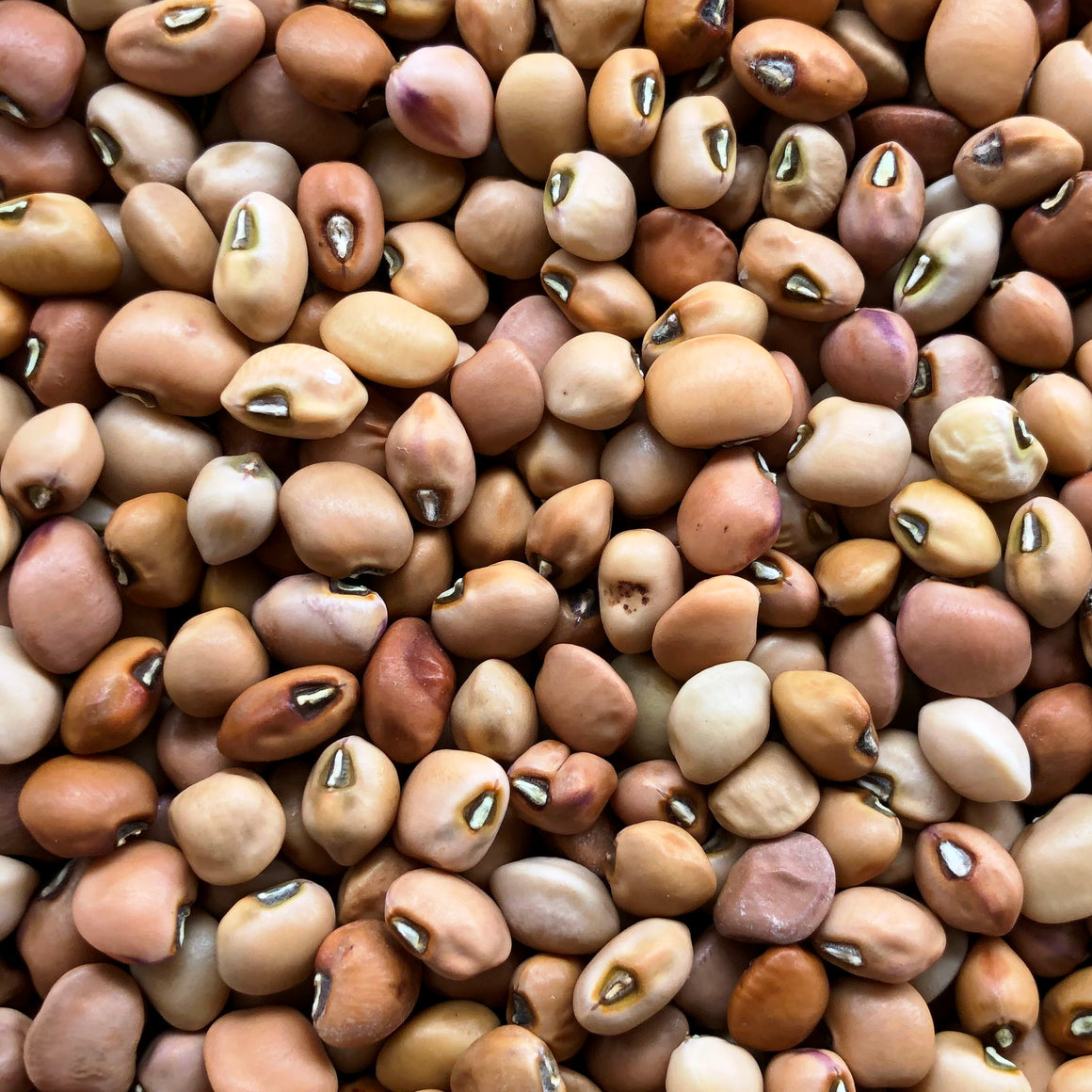 Mississippi Silver Hull Crowder Pea – Truelove Seeds