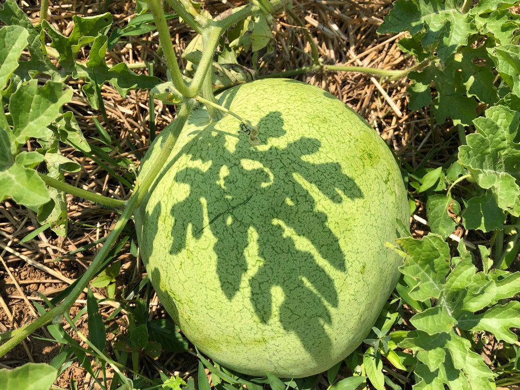 White Watermelon Watermelon White Inside Causes, Solutions, And