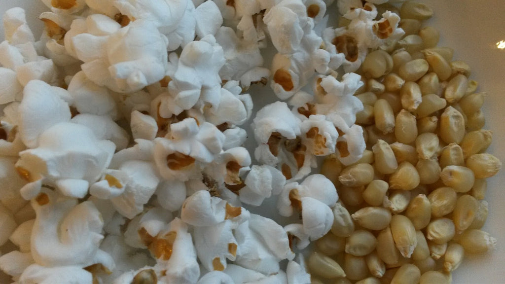 Pennsylvania Butter Flavored Popcorn – Truelove Seeds