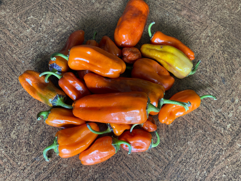 Pippin's Golden Honey Pepper – Truelove Seeds