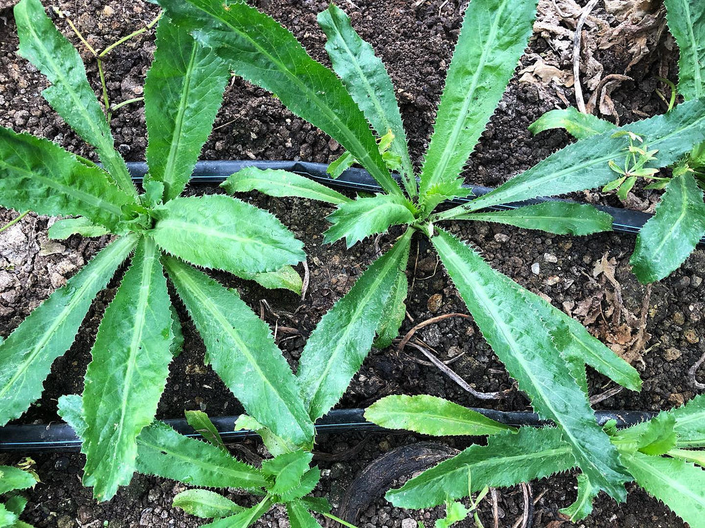 Recao (Culantro) – Truelove Seeds