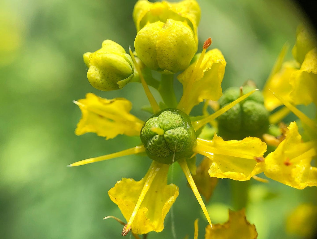 Rue – Truelove Seeds