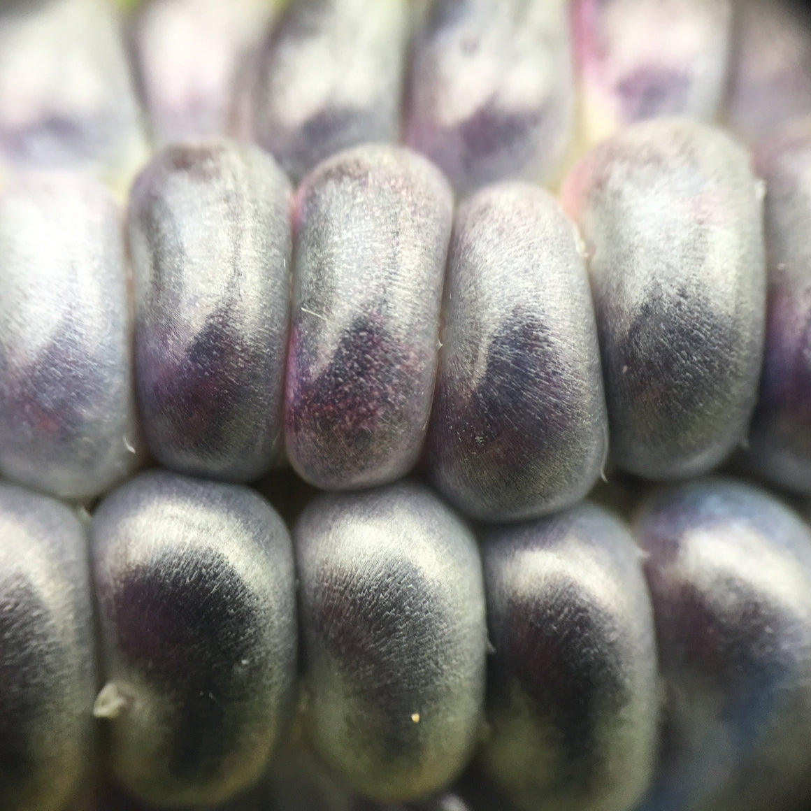 Sehsapsing (Oklahoma Delaware Blue) Flint Corn – Truelove Seeds