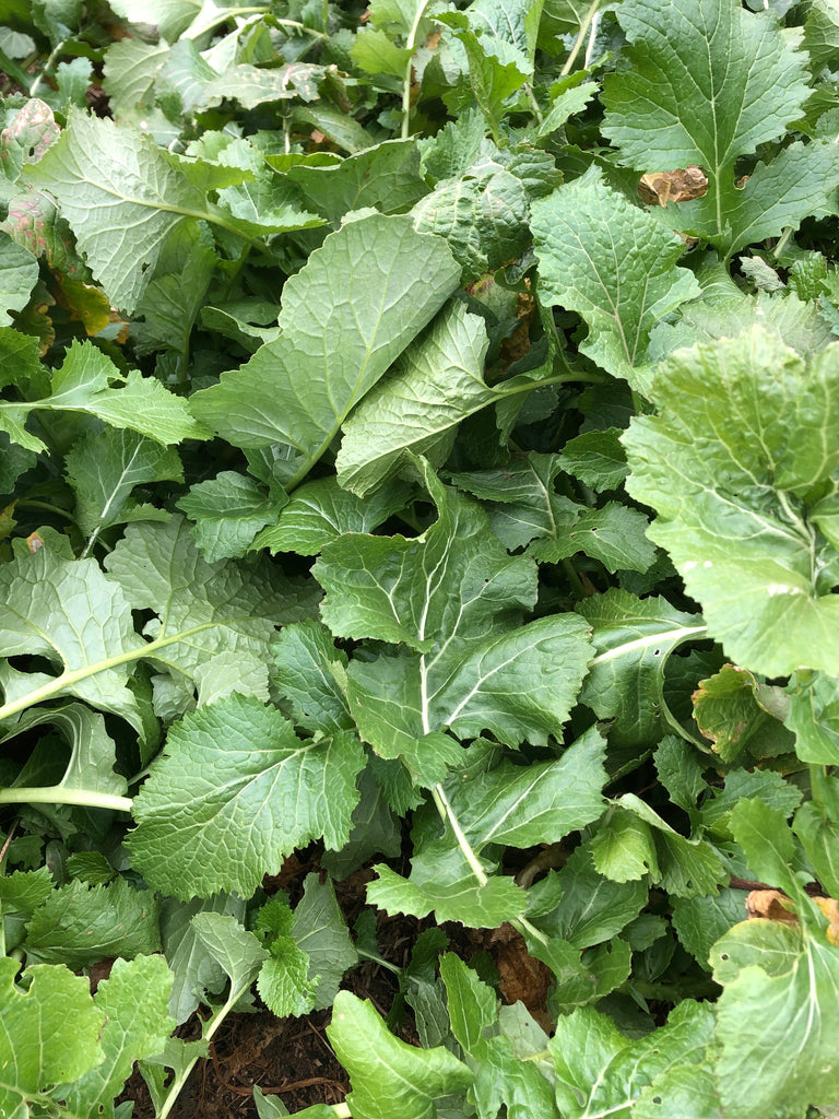 Seven Top Turnips – Truelove Seeds