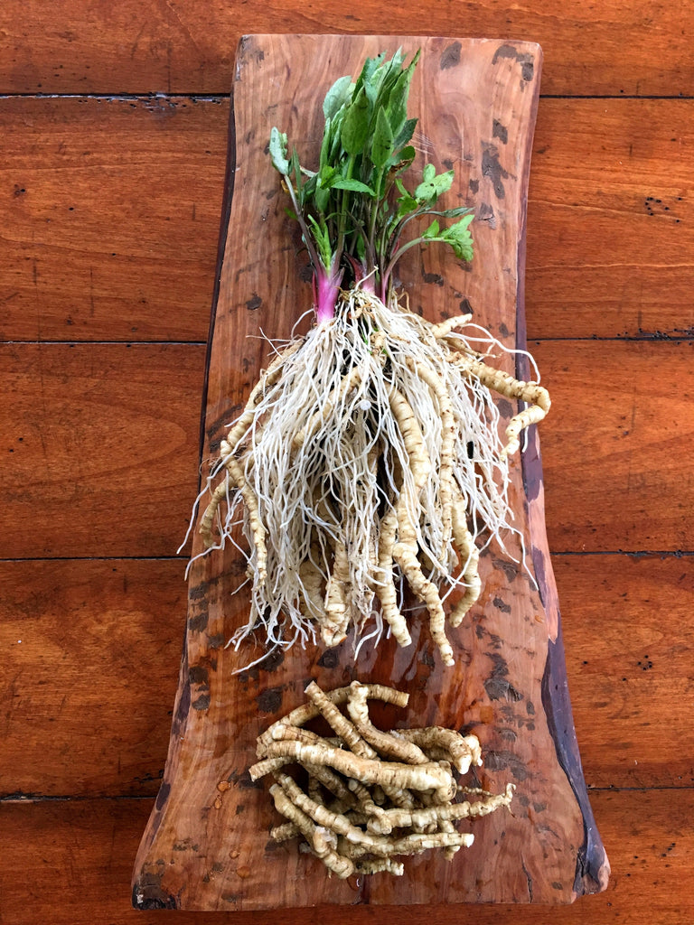 Skirret – Truelove Seeds