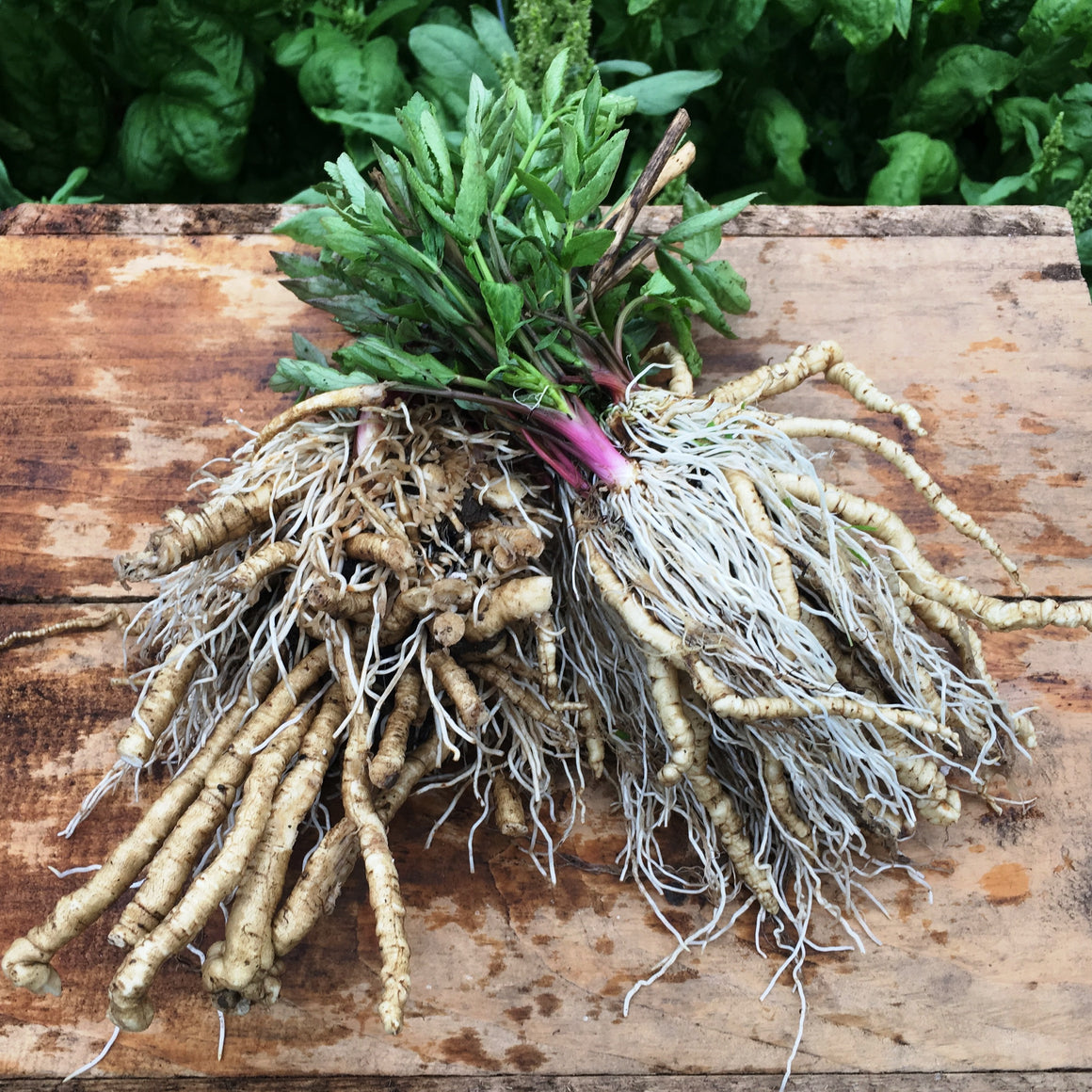 Skirret – Truelove Seeds