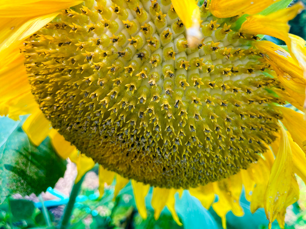 Standfast Sunflower – Truelove Seeds