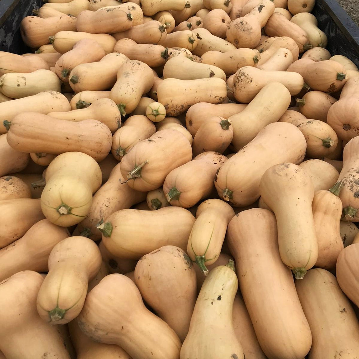 Waltham Butternut Squash – Truelove Seeds