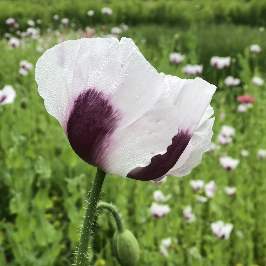 Ziar's Breadseed Poppy – Truelove Seeds