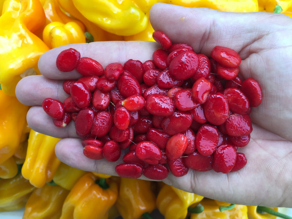 Balsam Apple (Bitter Melon) – Truelove Seeds