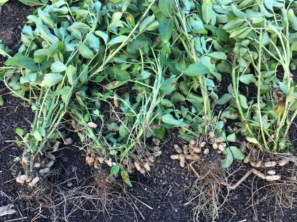 Black Peanuts – Truelove Seeds