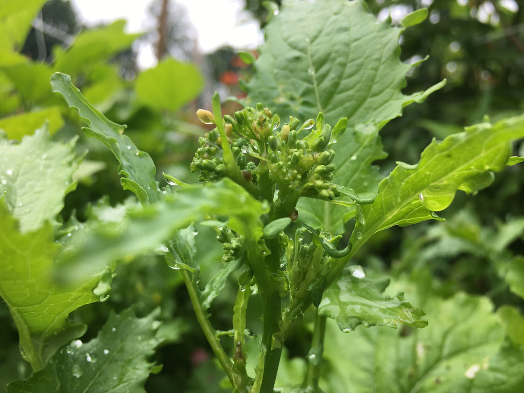 Cima di Rapa Sessantina (Broccoli Rabe) – Truelove Seeds
