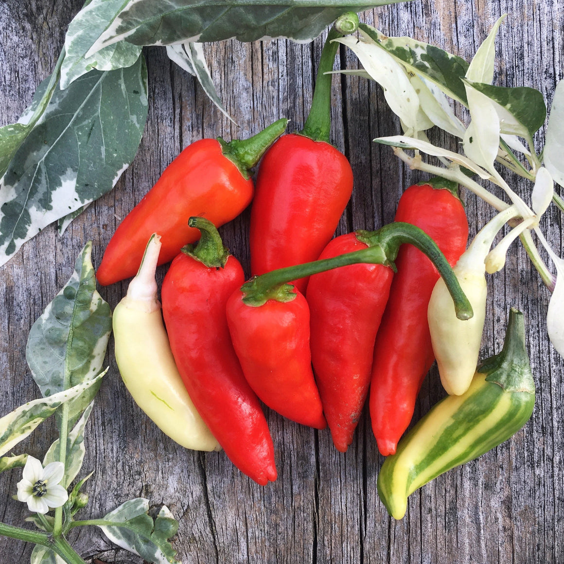 Fish Pepper – Truelove Seeds