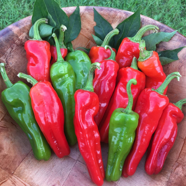 Peperone Friariello (Italian Frying Pepper) – Truelove Seeds