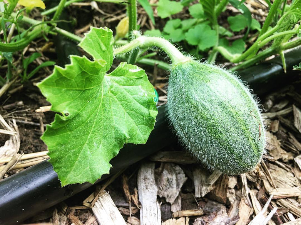 Green Nutmeg Melon – Truelove Seeds