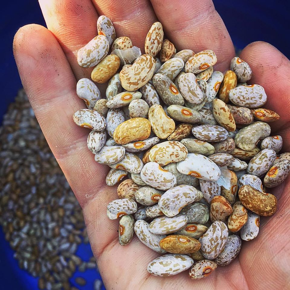 Hannah Freeman Bean – Truelove Seeds