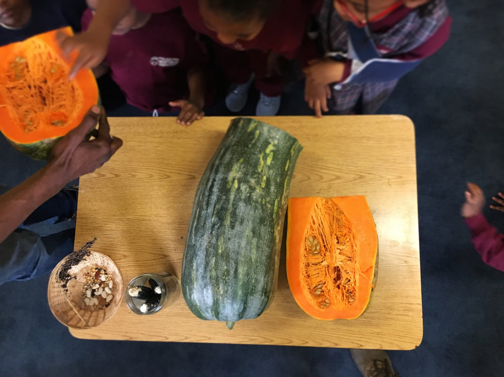 Lunga di Napoli Winter Squash – Truelove Seeds