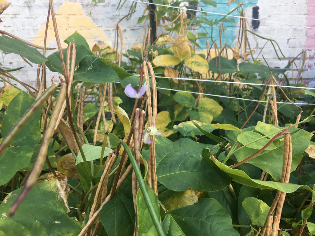 Sea Island Red Pea – Truelove Seeds