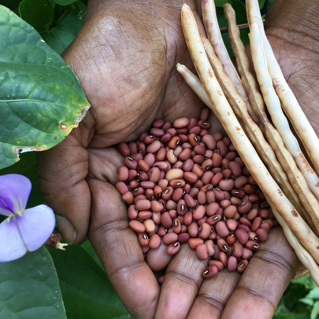 Sea Island Red Pea – Truelove Seeds
