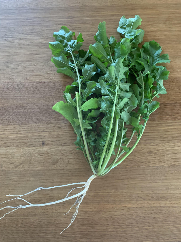 Sicilian Rocket (Arugula) – Truelove Seeds