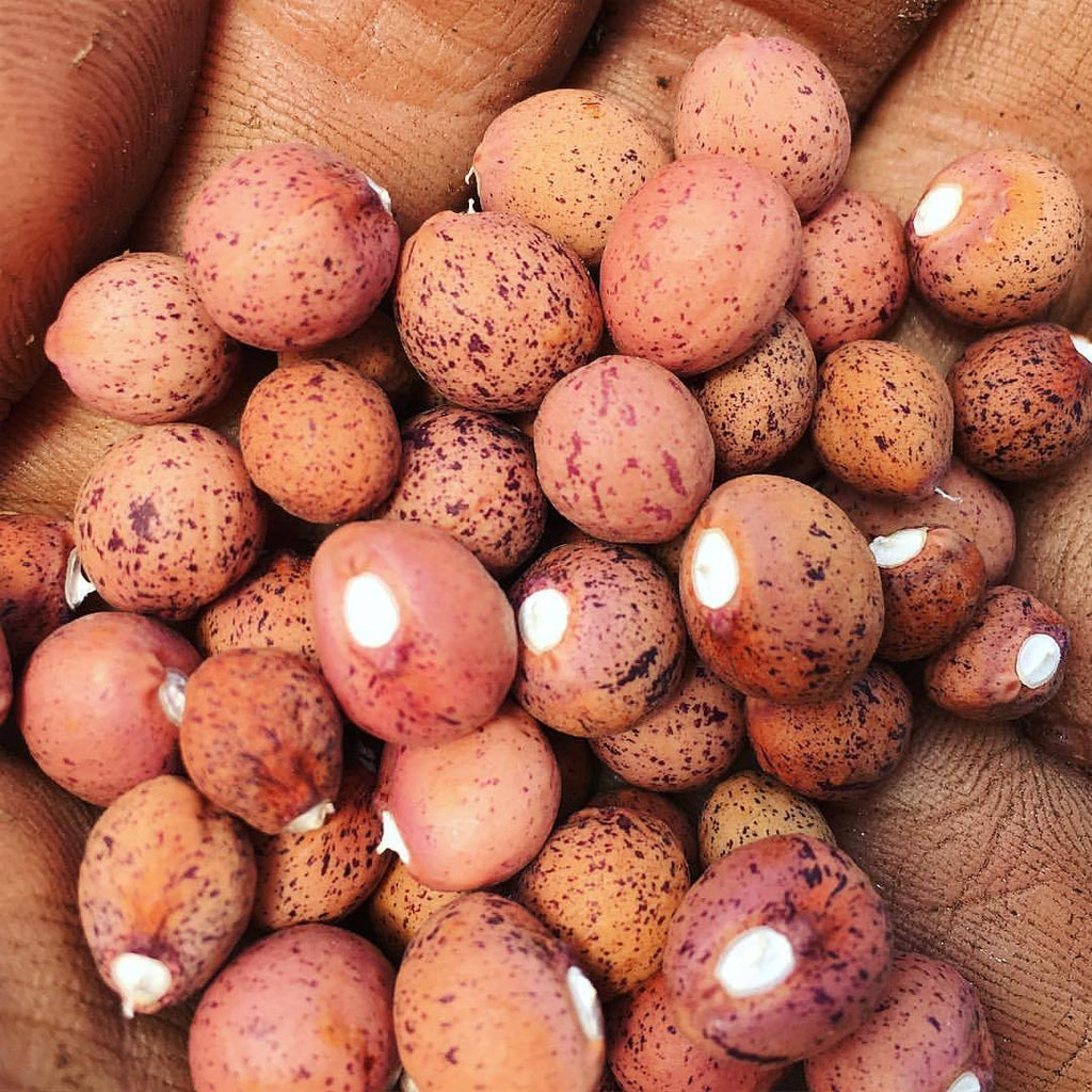 Speckled Bambara Groundnuts – Truelove Seeds