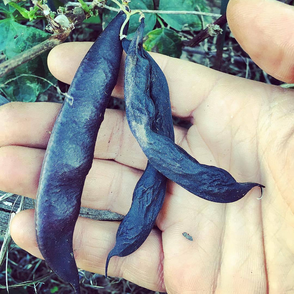 Purple Kingsessing Bean – Truelove Seeds